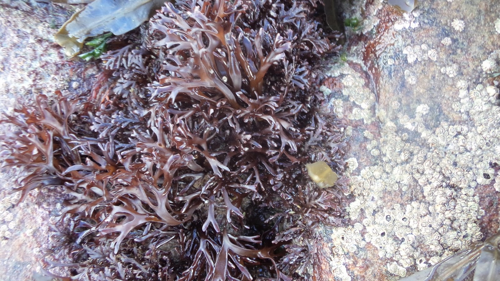 SEAWEED NA MARA : Chondrus crispus and Rosa rugosa
