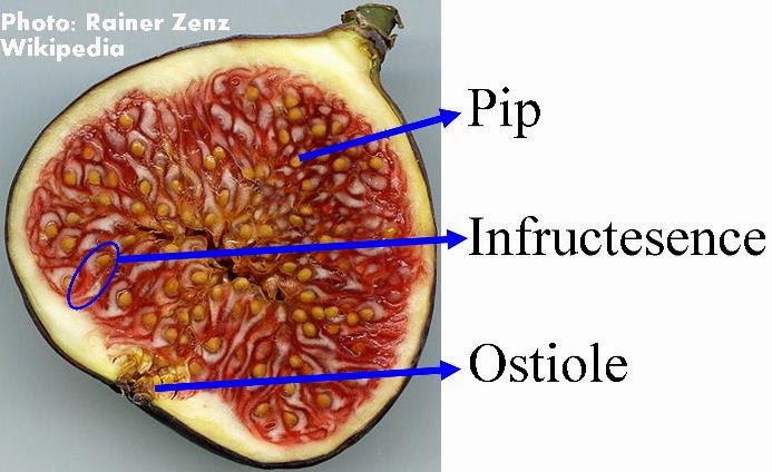 Roots 'n' Shoots: Fig: How to Grow – Fruit of the Month