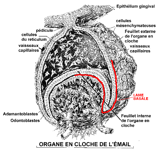 Développement dentaire - dentica club