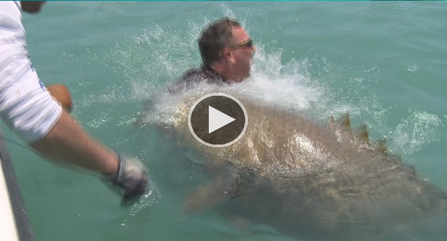 How To Fishing: GROUPER ATTACK FISHERMAN