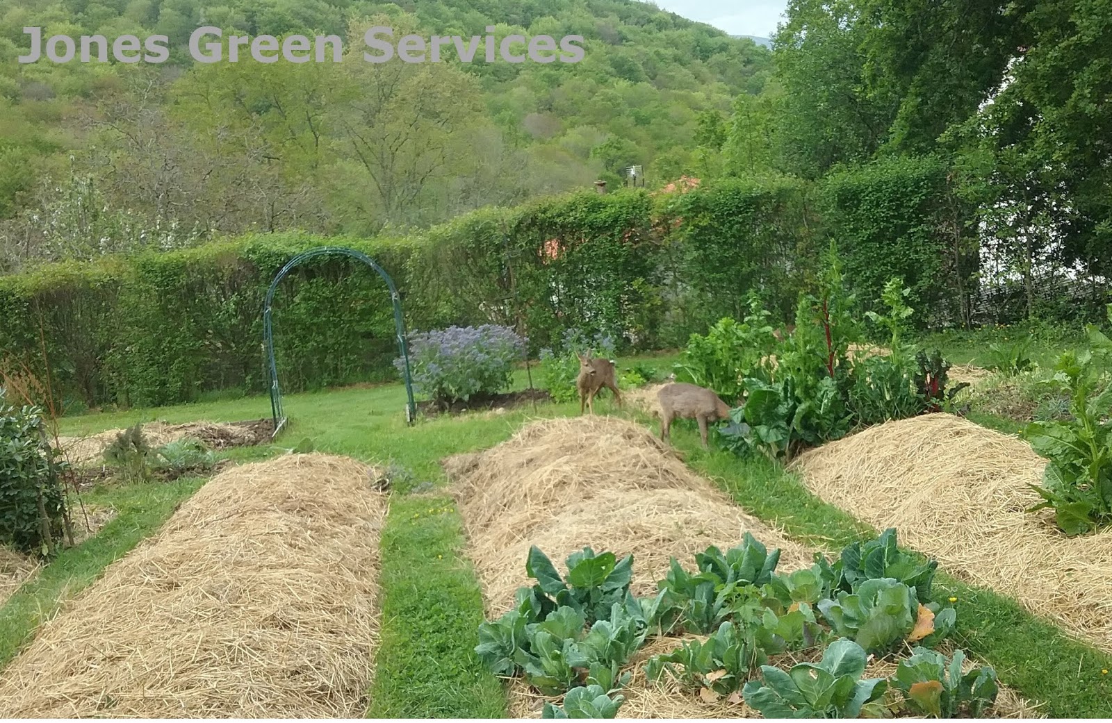 Le Sarramea - Gardening in the Pyrenees: No Dig, Straw Mulch & Roe Deer