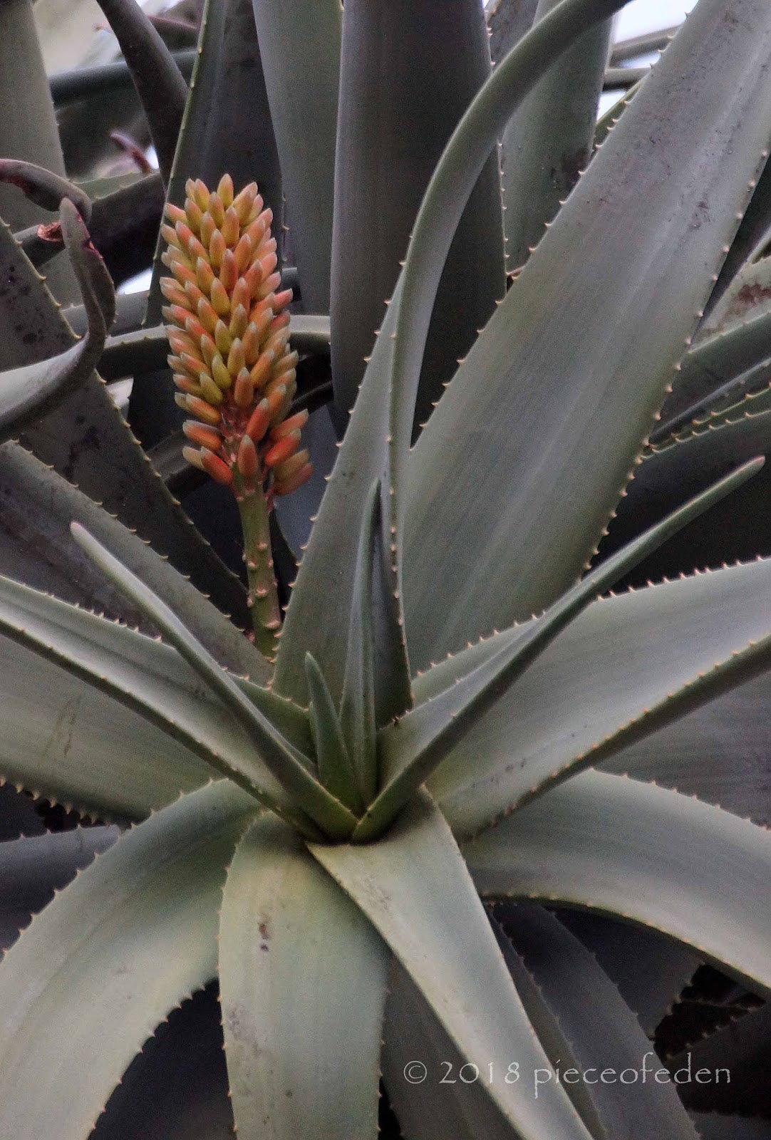 First Aloe/Aloidendron 'Hercules' Flower