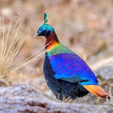 Beals Abroad: [George/Cannon] Animals of the Himalayas