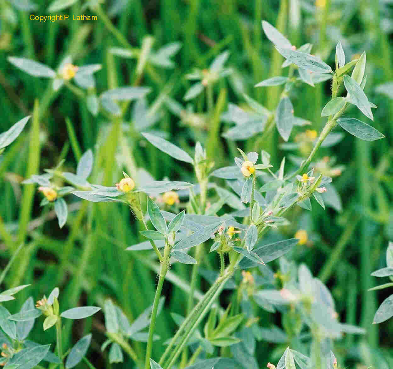 Radden's blog: LEGUMINOSA PAKAN TERNAK