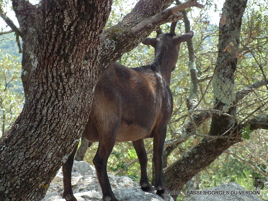 Un jour....Une photo !: Chèvres de Rove " Chapelle Ste Maxime Basses ...