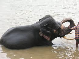 Coorg,awaken the wildlife within you: Animals