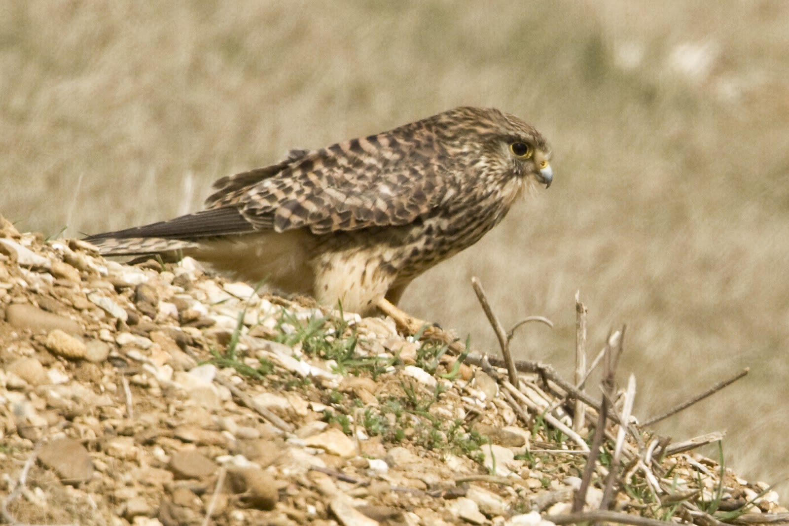 PETER'S PORTFOLIO..............Bird & Wildlife Photography: Kestrel