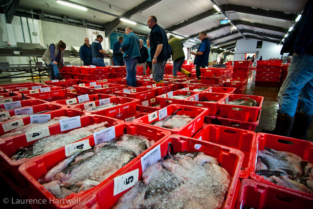 Through the Gaps! - Newlyn Fishing News: Where's our fish? UK fish ...
