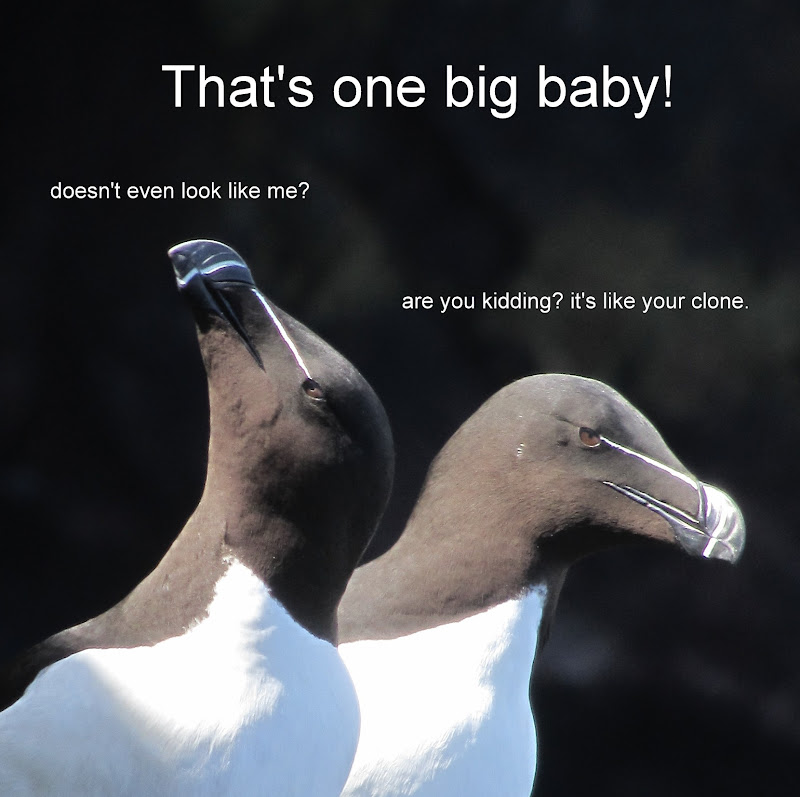 Fair Isle: Great Auk Clones to be Hatched on Fair Isle! Extinct no More?