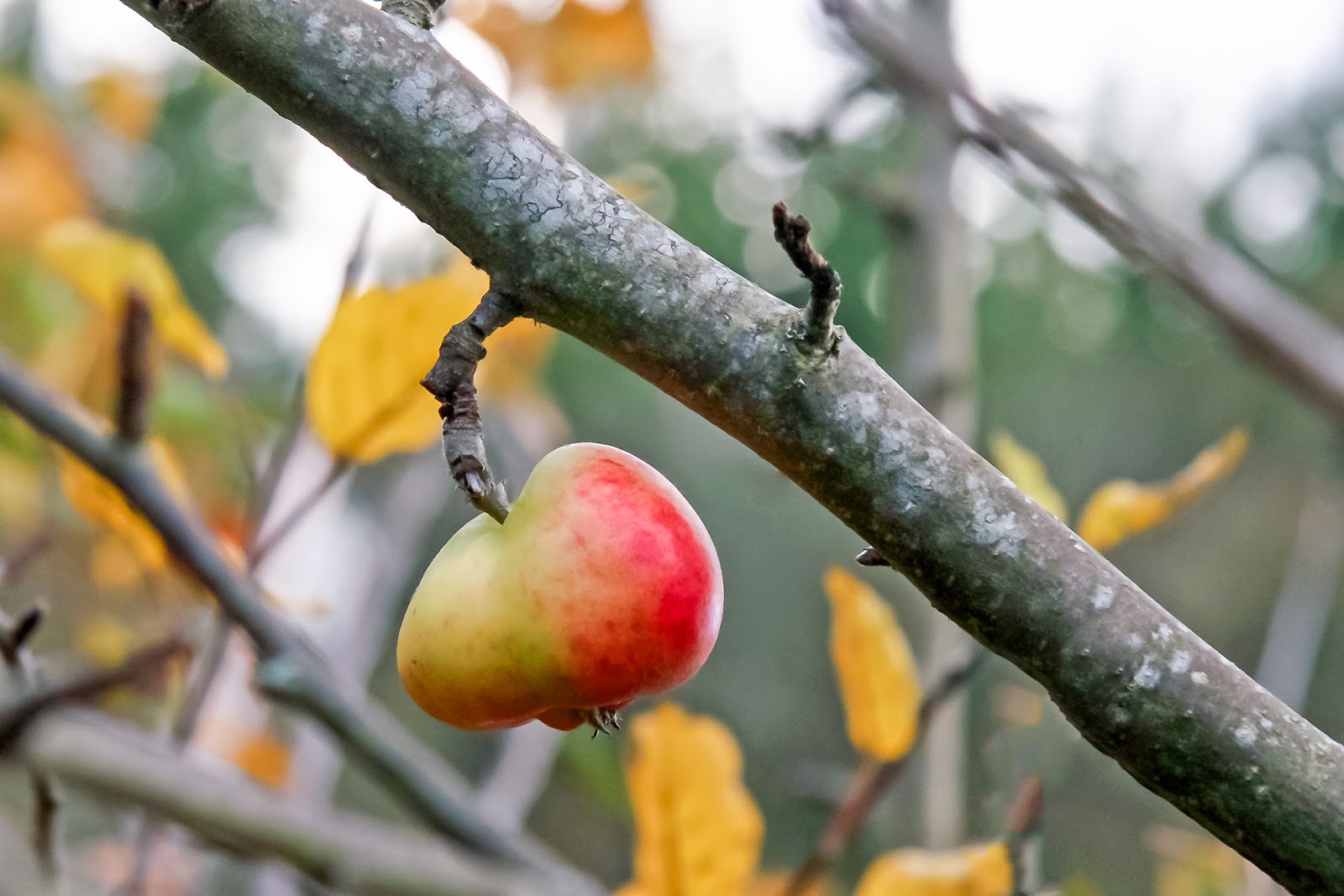 Gardening Through a Lens : We're Still Here