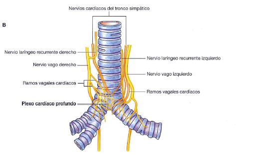 Unidad IV - Tórax, Corazon ~ TúResumenMedStudent 2.0