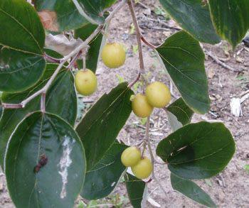 Viswa Bharati Vedic Astrology : Plants used as Patri for Vinaayaka ...