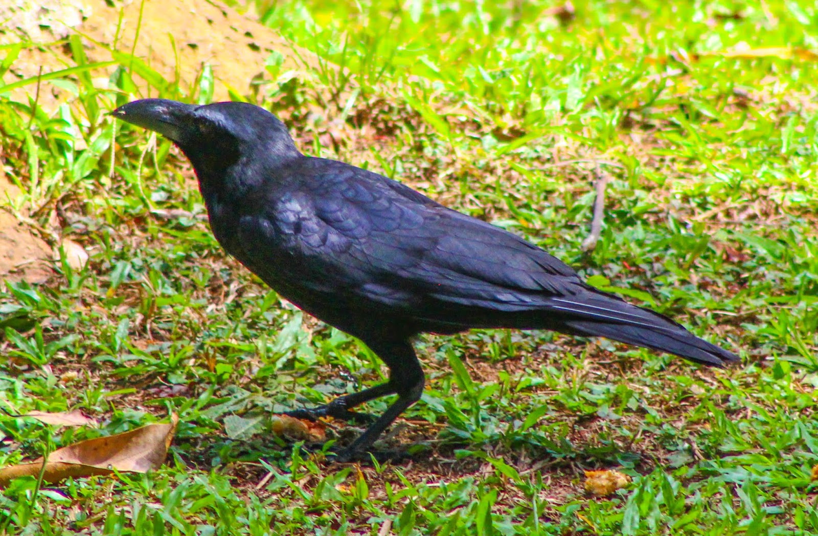 Cannundrums: Indian Jungle Crow