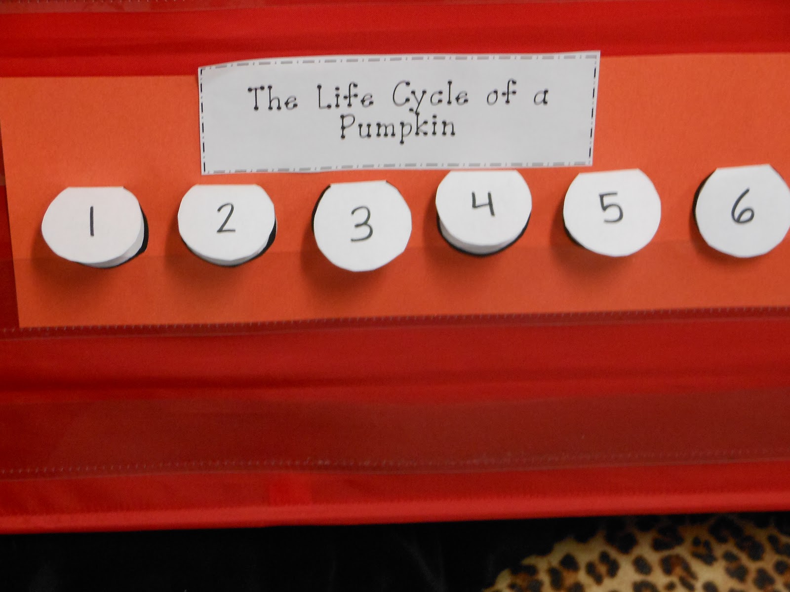 For the Love of First Grade: The Great Pumpkin Investigation