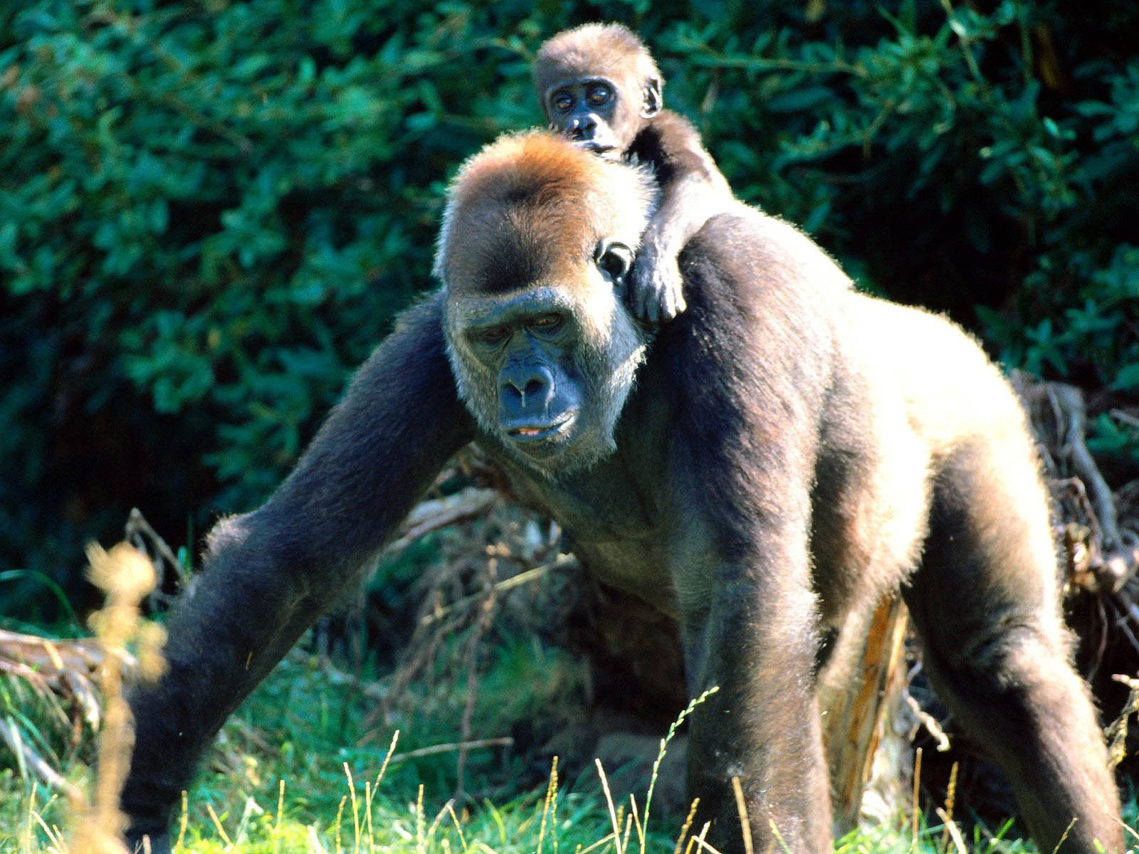 Apen Achtergronden | HD Wallpapers