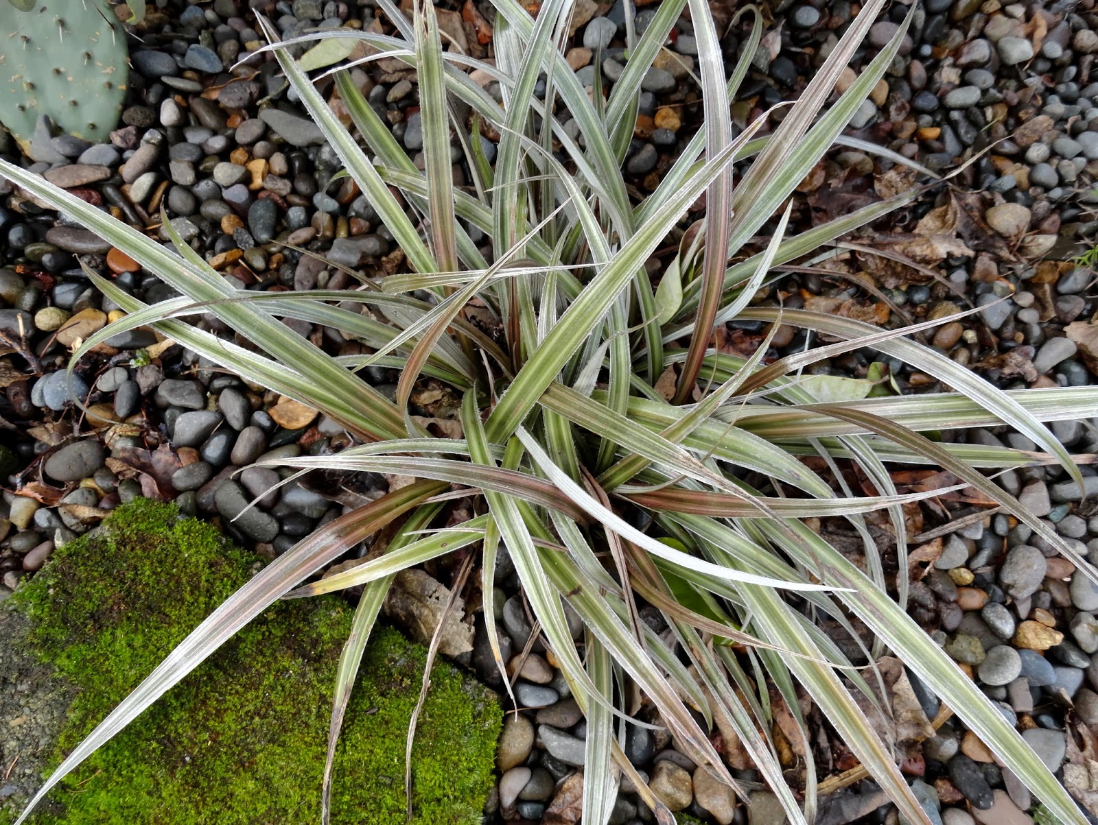 danger garden: Astelia nivicola ‘Red Gem’ is my favorite plant in the ...