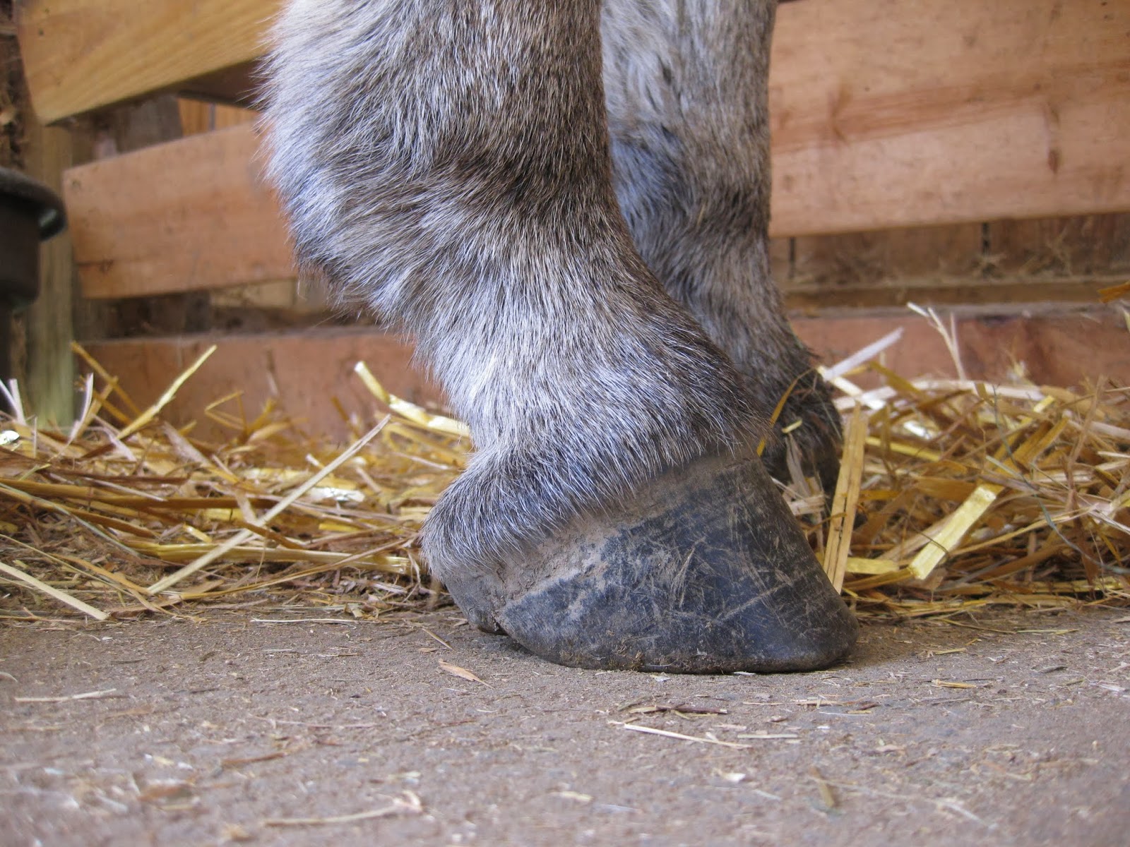 The Dancing Donkey: Donkey Feet - Emma