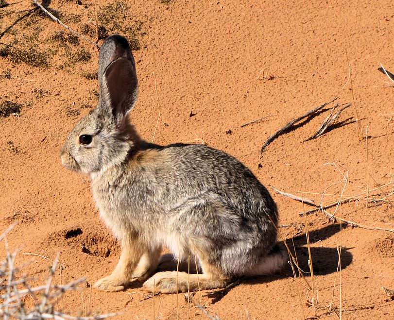 Femme au foyer: Arches National Park