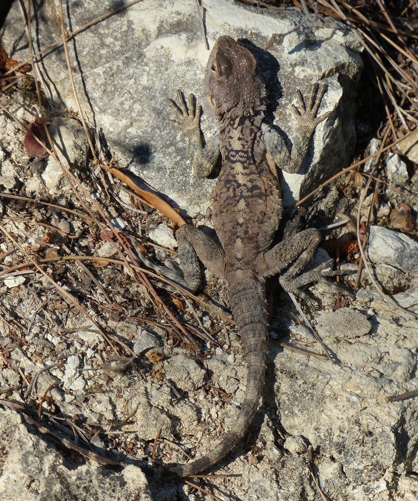 A Field Notebook: Lizards in Cyprus