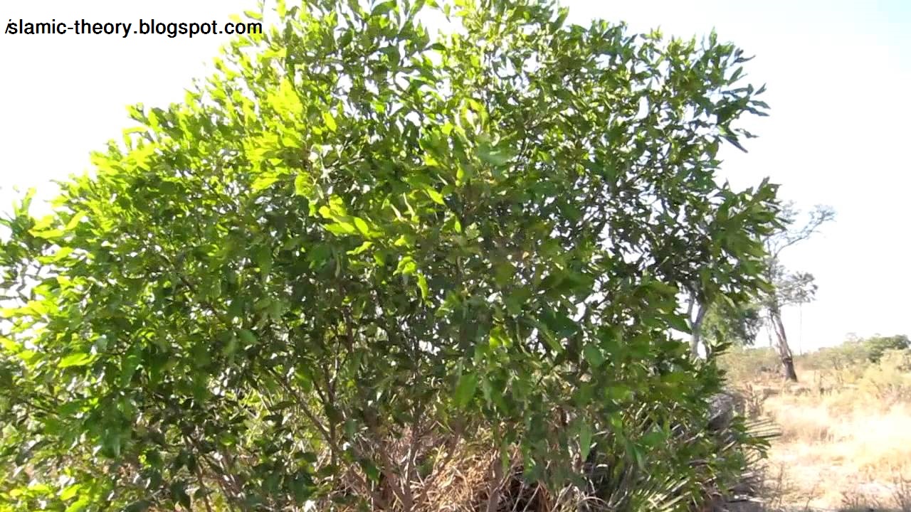 ইসলামের আলোকে বিজ্ঞান: মিসওয়াক, সুন্নাতে রাসুল(সঃ) এবং নব বিজ্ঞান