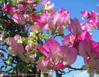 Dian Yang Tak Pernah Padam: ANEKA JENIS DAN MACAM BUNGA KERTAS ...