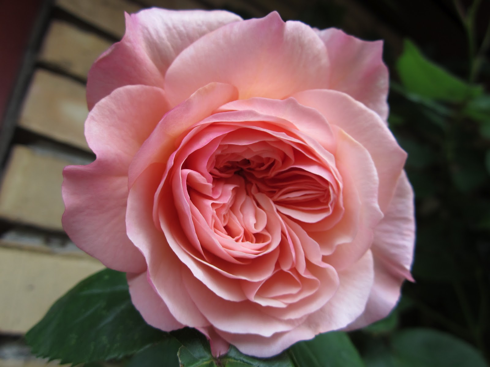 Ole´s have: Nedkrogning - se hvad jeg mente.