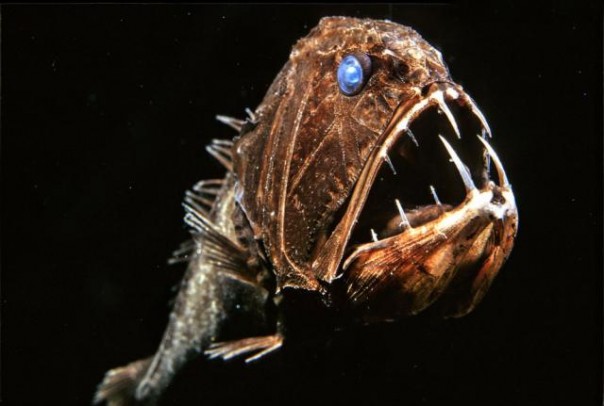 Fangtooth - Fishes World - HD Images & Free Photos