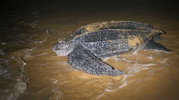 Tortuga Baula, especie en extinción en el mundo - El mundo animal