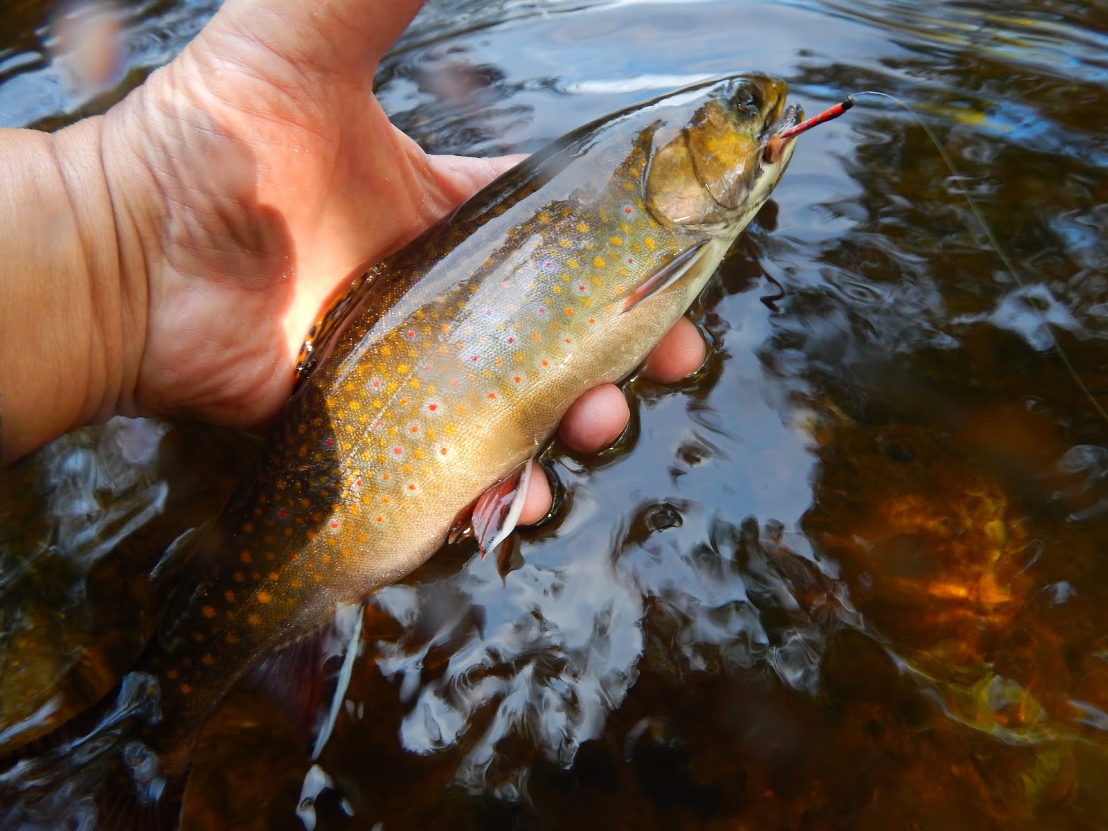 Small Stream Reflections: The Brook Trout Streams Of Coastal Massachusetts