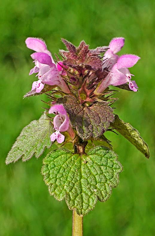 CABINET OF CURIOSITIES: Dead-nettles