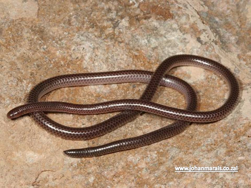 St. Lucia Forestry Department Environmental Education Unit: St. Lucia ...