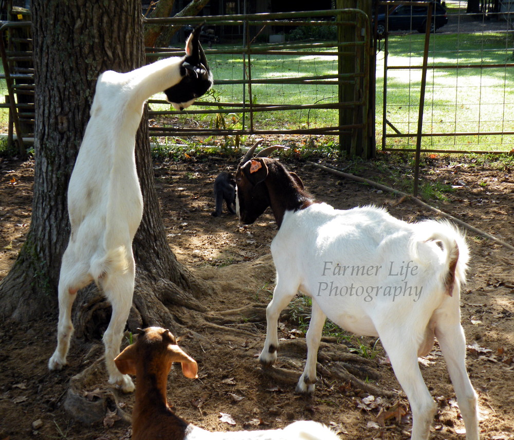 Living A Farmer's Life: Goat Graduation