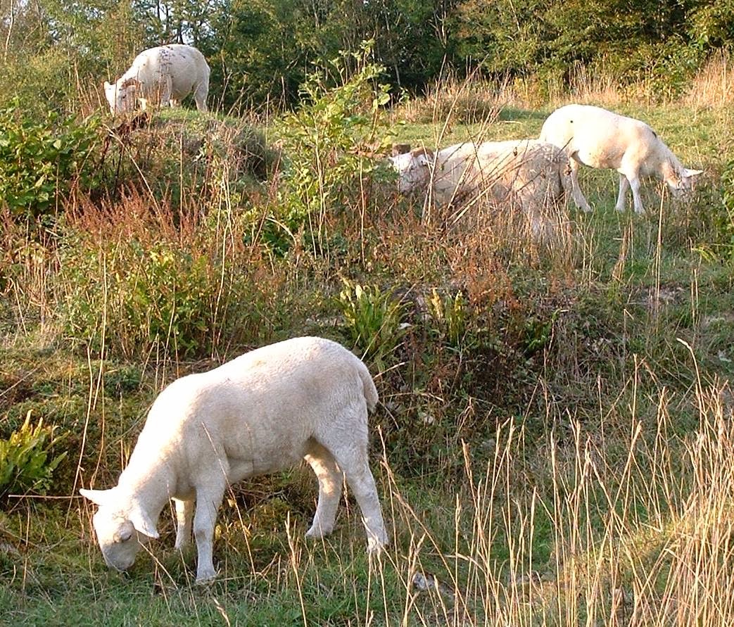 Brown's Folly Sheepwatch: Autumn Sheep Doing Well!