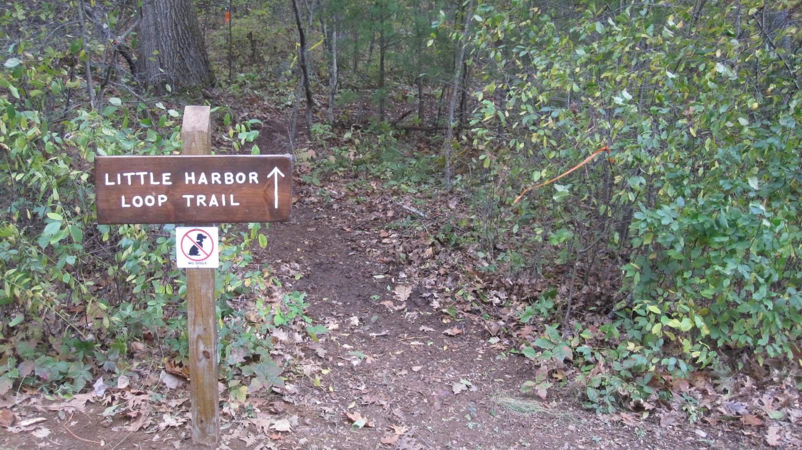 Forest Society Land Stewards BLOG: Little Harbor Loop Trail - A ...