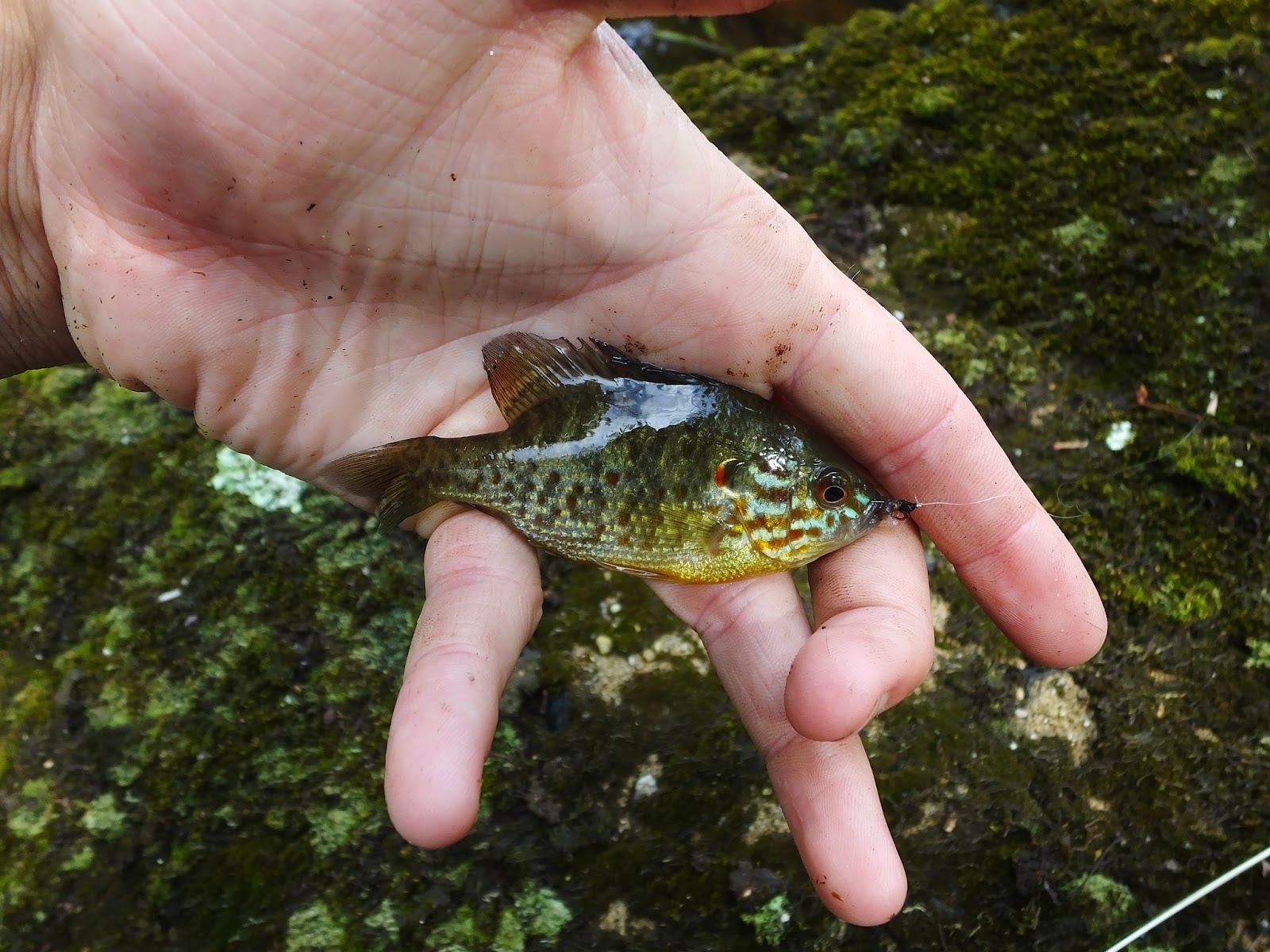 Connecticut Fly Angler: Identifying CT's Sunfishes