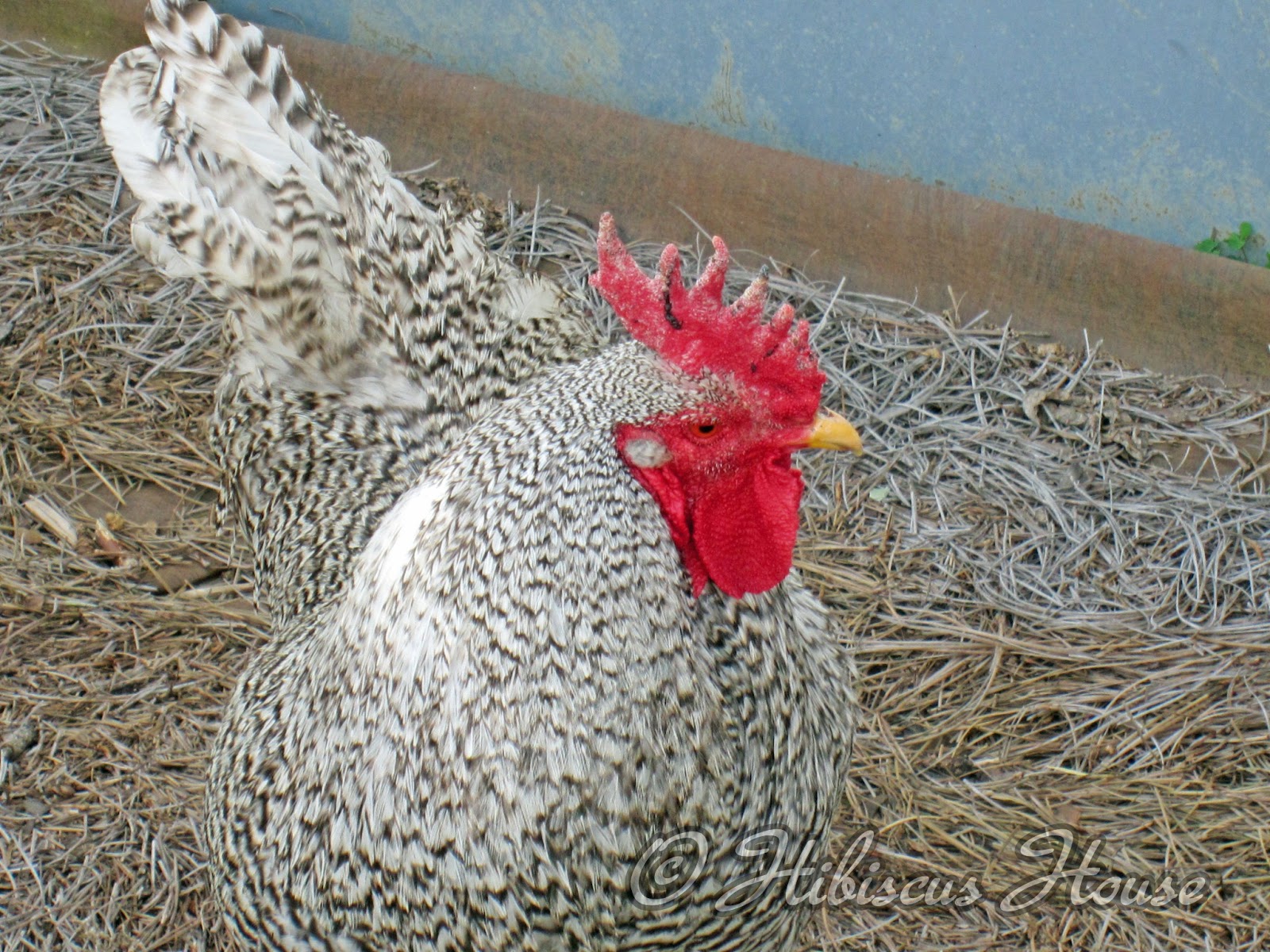 Hibiscus House: Spot The Barred Rock Rooster