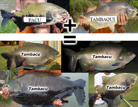 PISCICULTURA: PACU - TAMBAQUI - TAMBACÚ