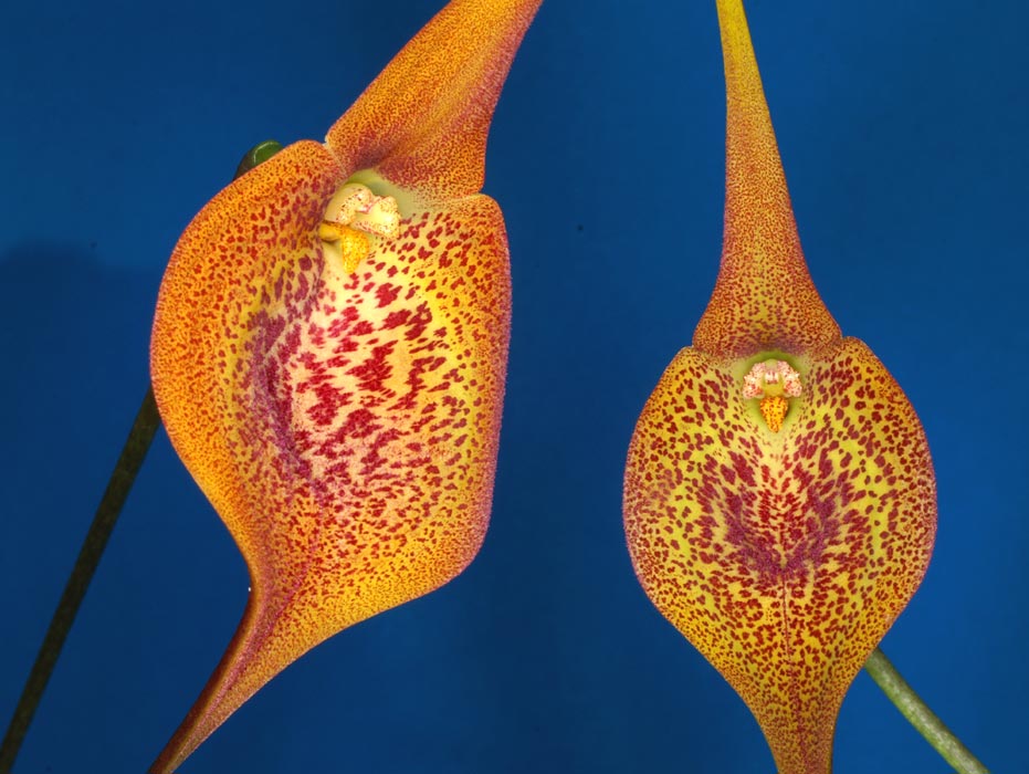 Masdevallia regina care and culture | Travaldo's blog