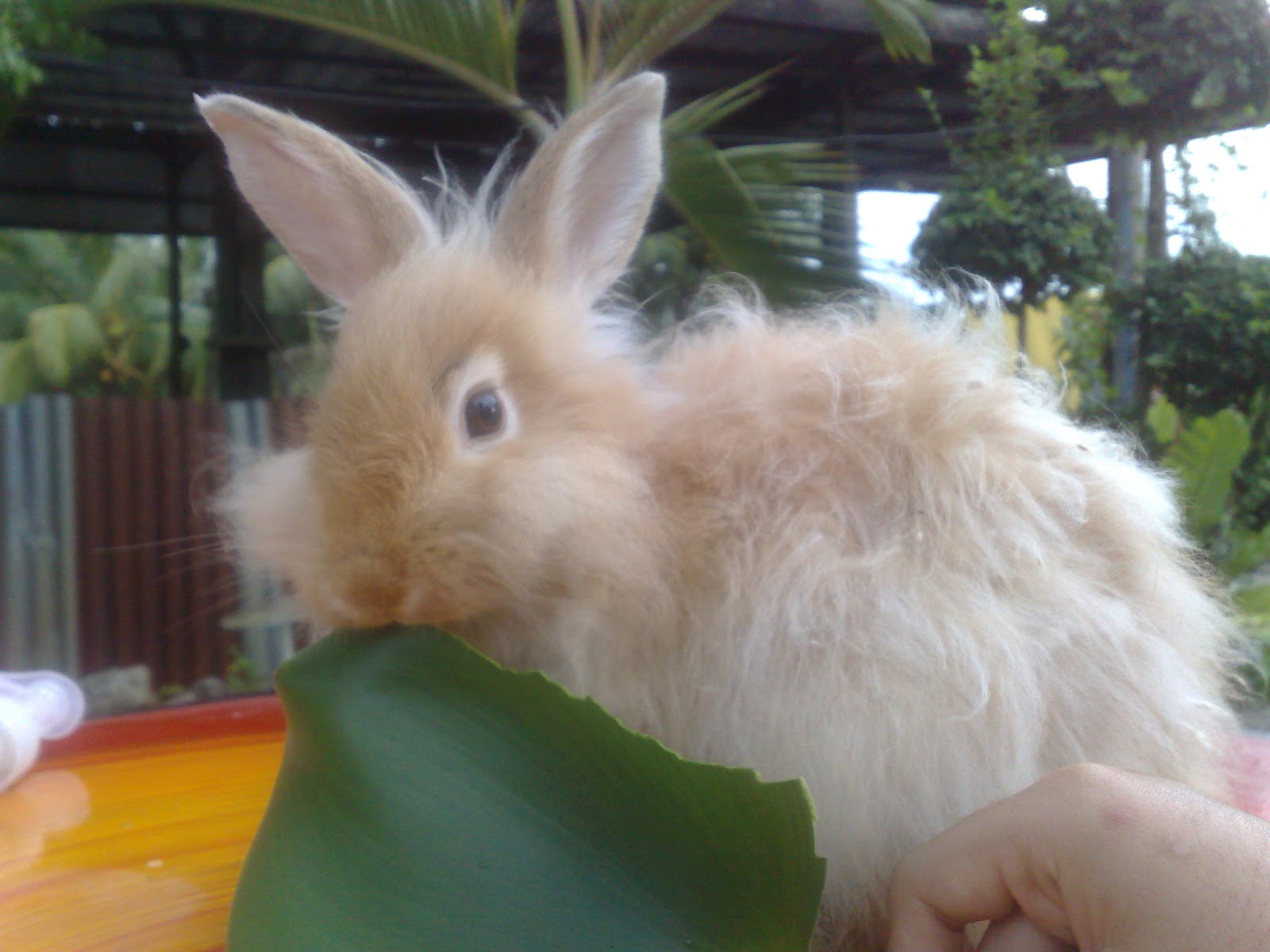 Hidupku...Caraku...Cerita Sana Sini Situ...: CHICHI & CHIKA...Rabbit ...