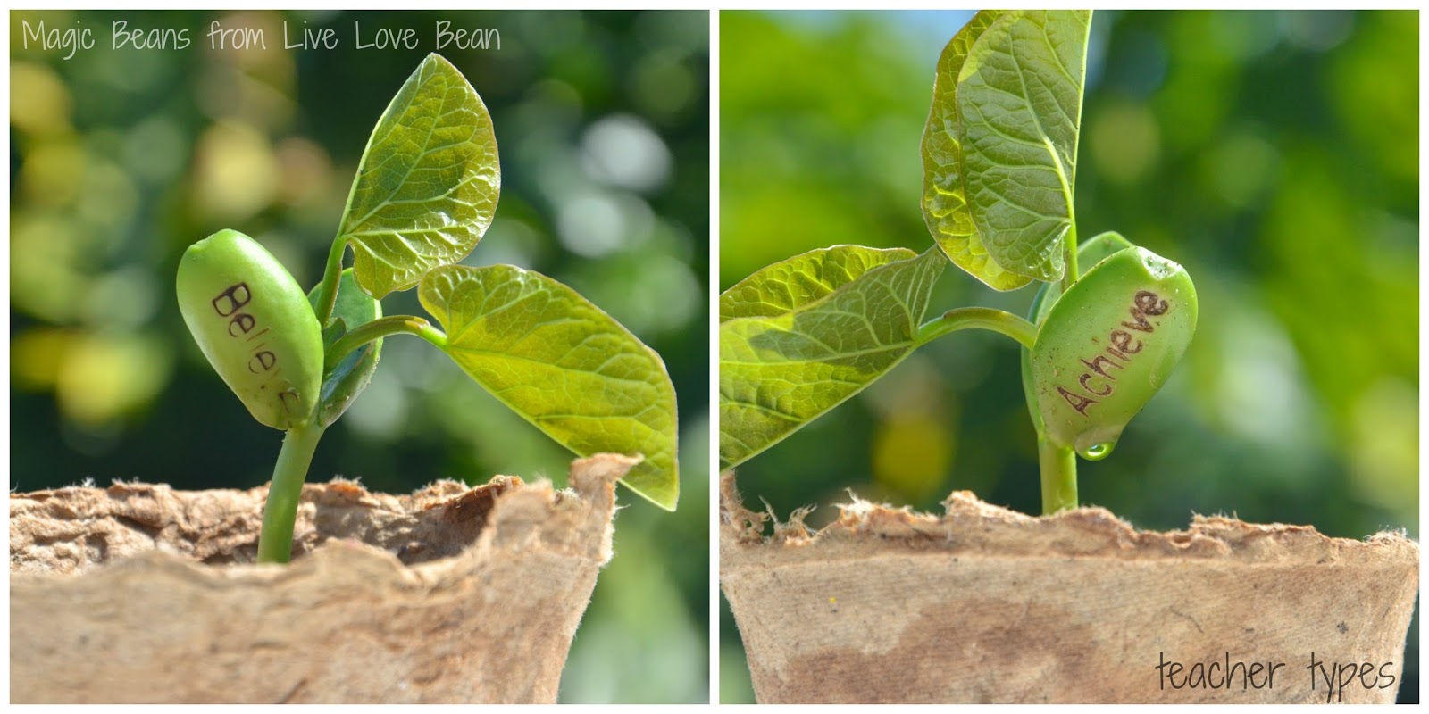 Hello Spring {Live Love Bean} - Teacher Types