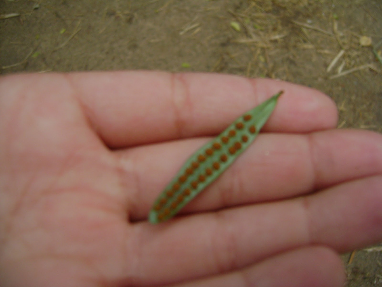 ESTUDANDO CIÊNCIAS...: Reprodução das pteridófitas...
