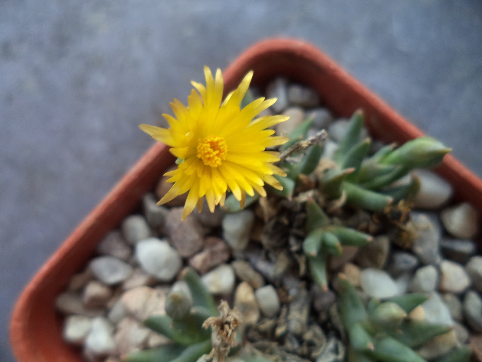 Succulent Sundae: BERGERANTHUS MULTICEPS