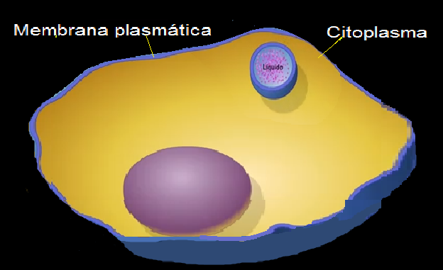 Guillermo Grass : PINOCITOSIS