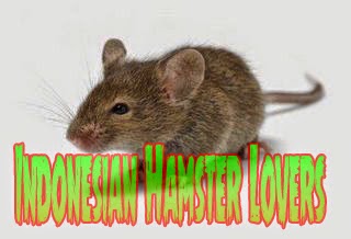 Hamster itu Tidak sama dengan Tikus | Indonesia Hamster Lovers