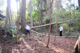 Our Japanese Eco-Kominka: East Side Tree felling in February 2013.