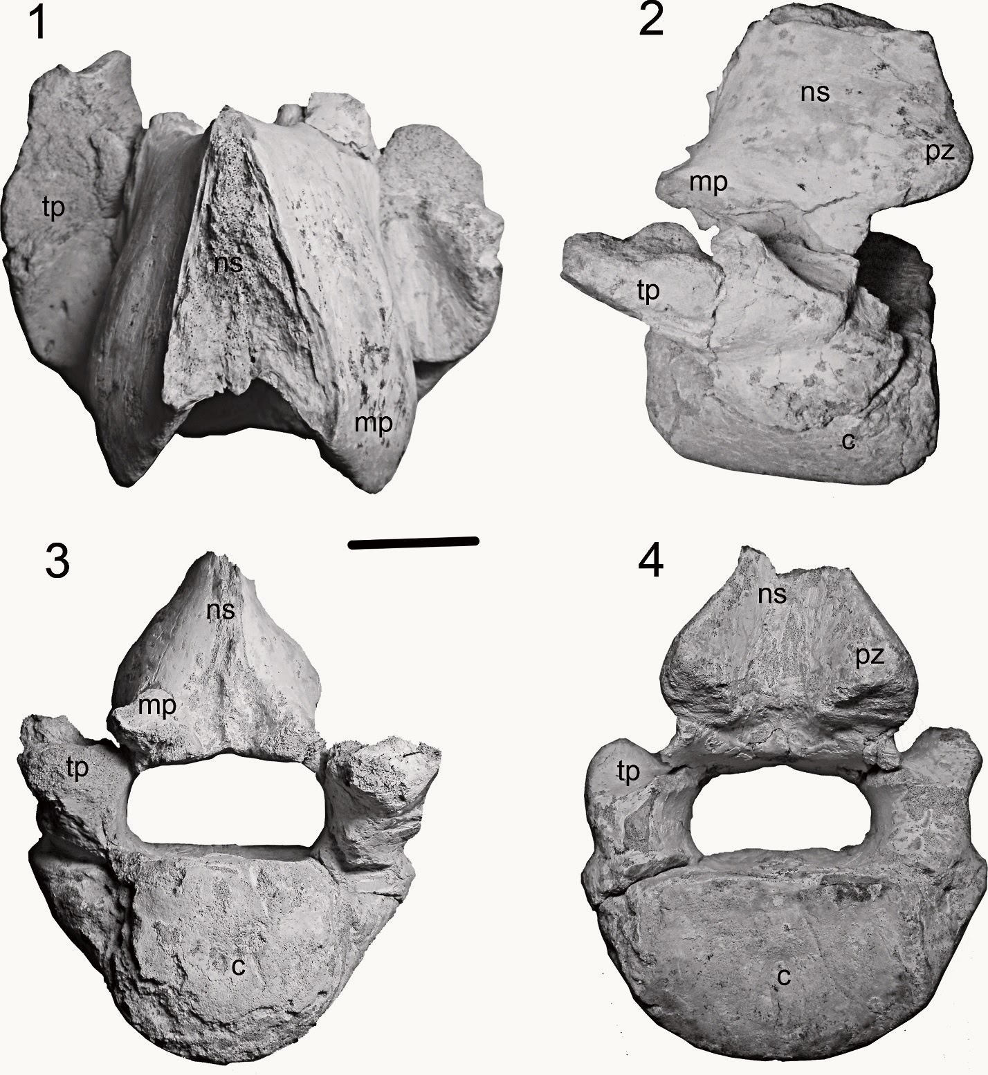 The Coastal Paleontologist, atlantic edition: 2013 in review: Advances ...