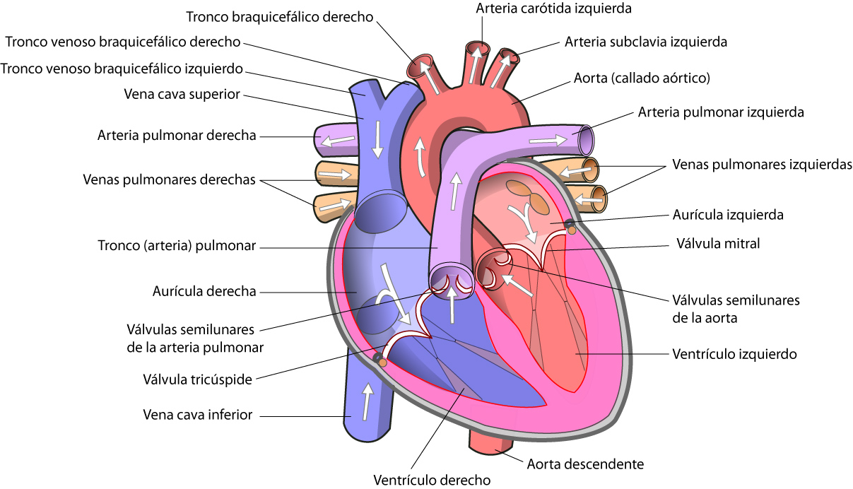 APRENDE y DISFRUTA con las CIENCIAS NATURALES: El Corazón: dos bombas ...