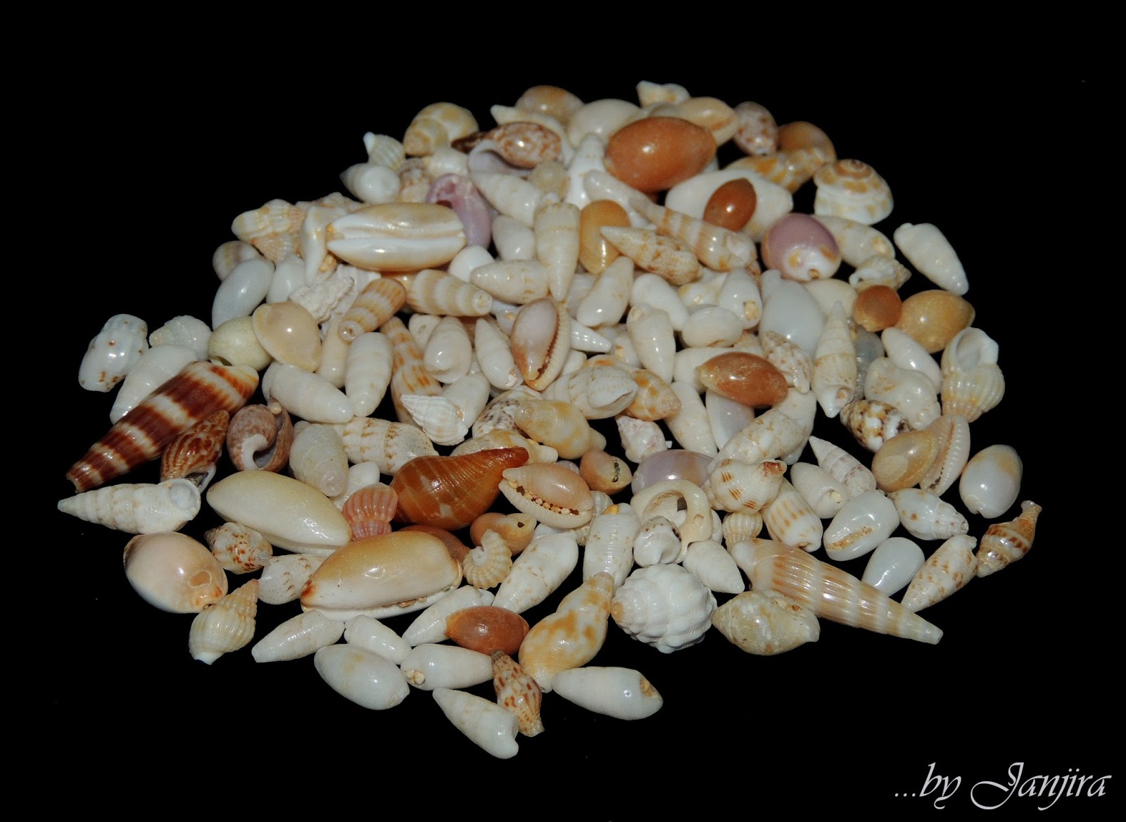 ShellsHawaii ...by Janjira: Hawaiian Seashells