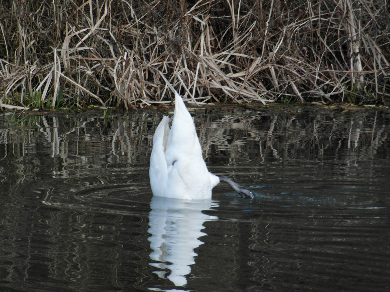 Just Call Me Frank: Our Endeavour at Being Frank: All The Queen's Swans