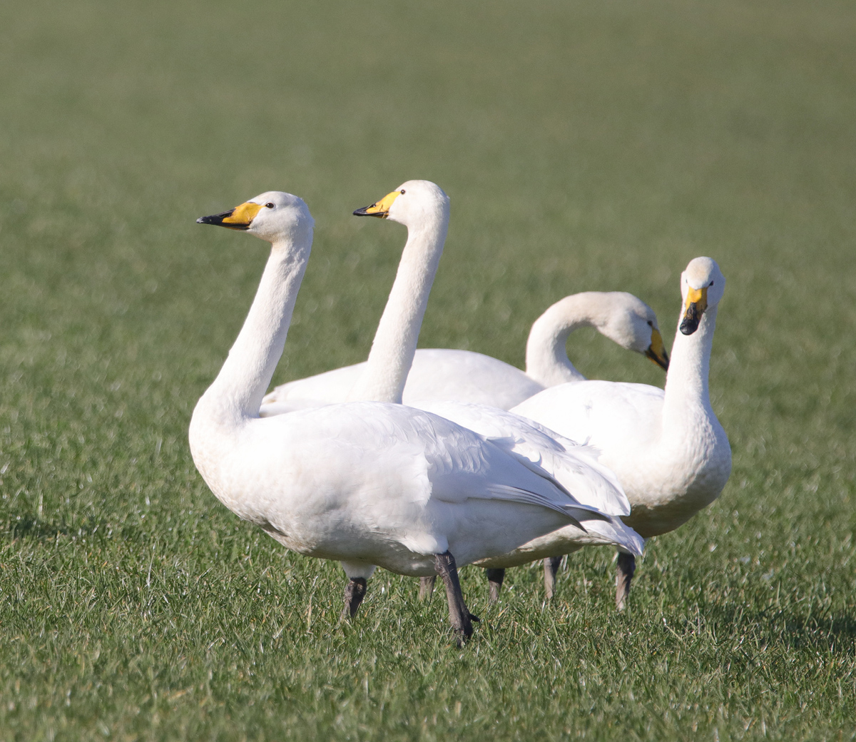 Another Bird Blog: This And That